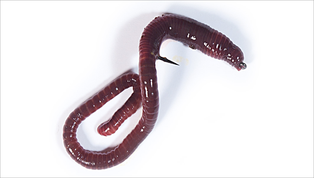 Крючки одинарные Owner/C'ultiva - 50921 Penny Hook: описание, цена ...